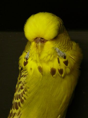 2008 National Auction Catalogue