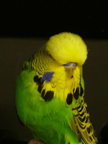 2008 National Auction Catalogue